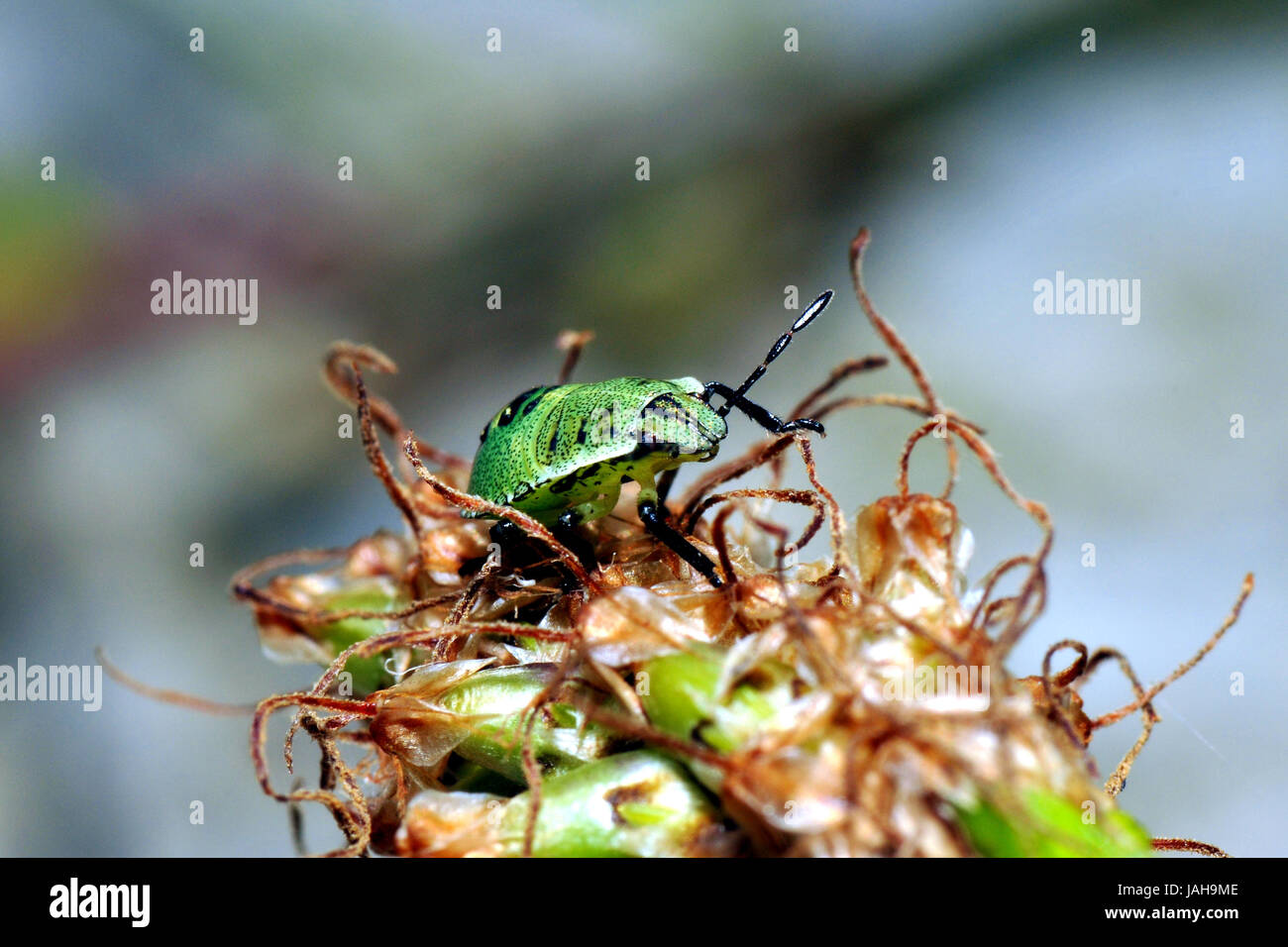 Shield flies hi-res stock photography and images - Alamy