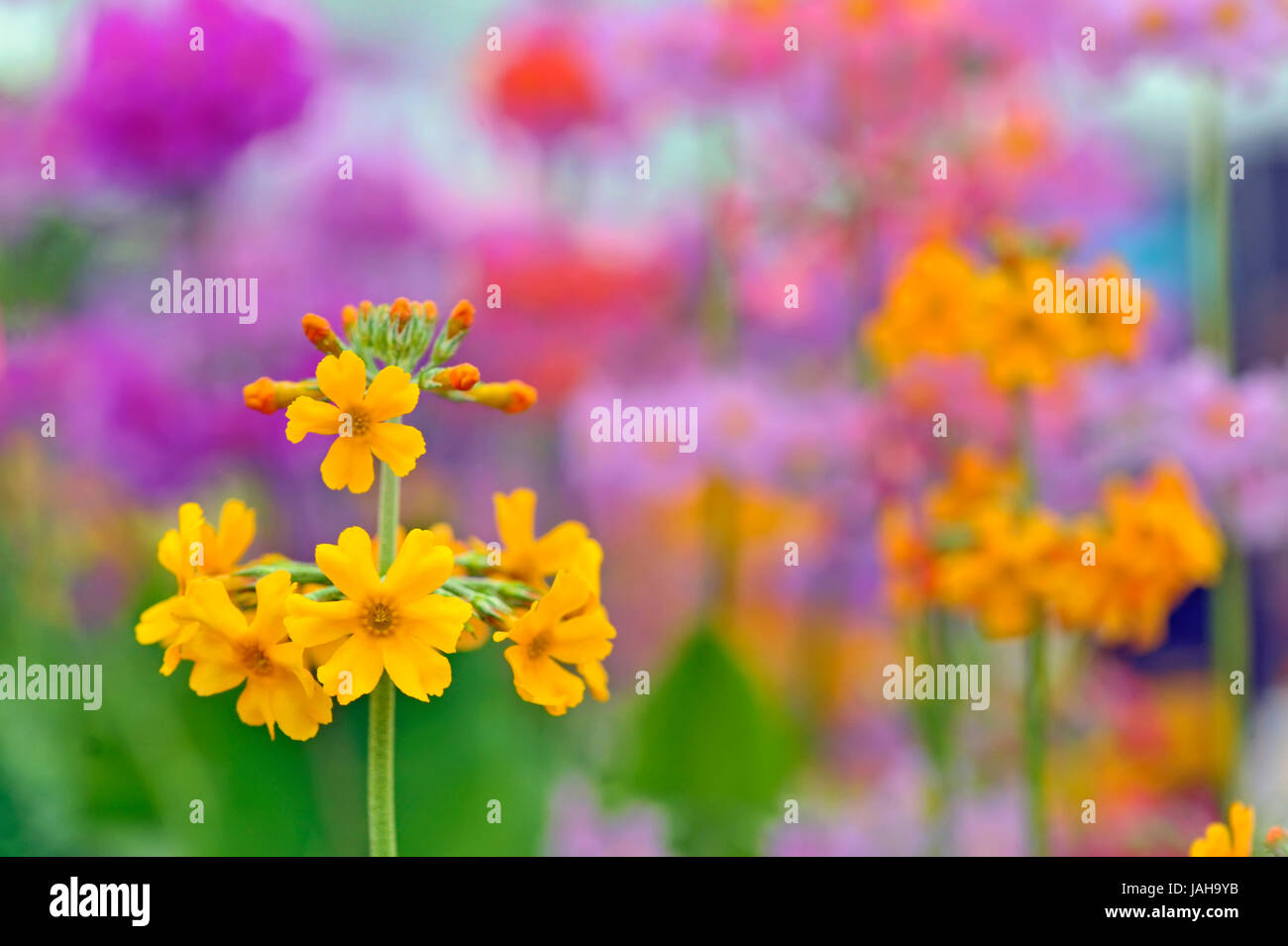 yellow spring flowers macro in the garden Stock Photo - Alamy