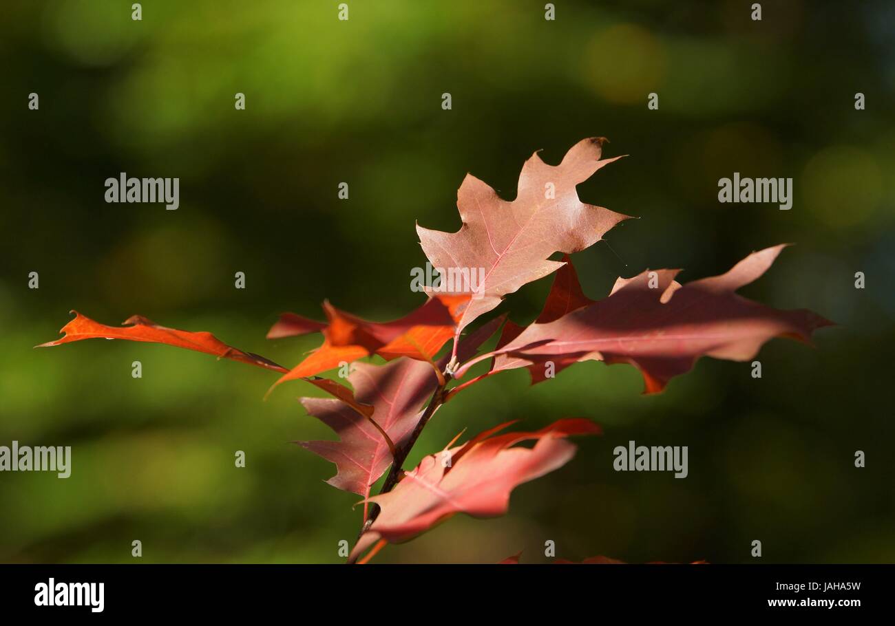 deciduous tree in autumn Stock Photo - Alamy