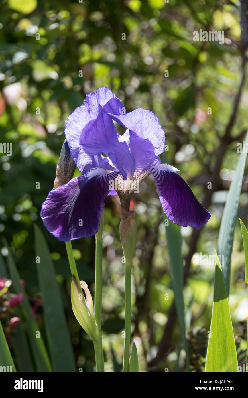 Fragrant blue bearded iris Stock Photo - Alamy