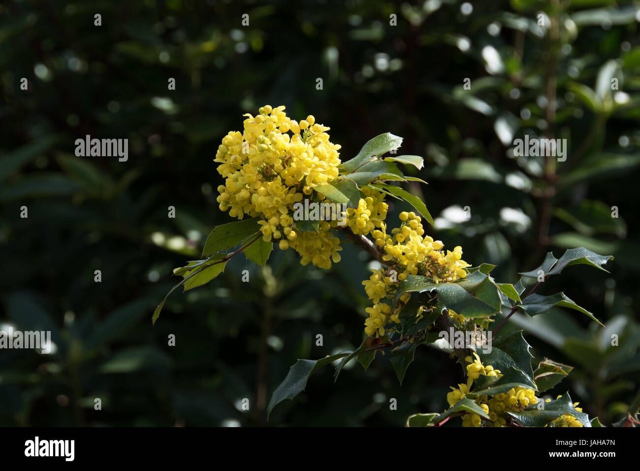 The fragrant flowers of Mahonia aquifolium Stock Photo - Alamy