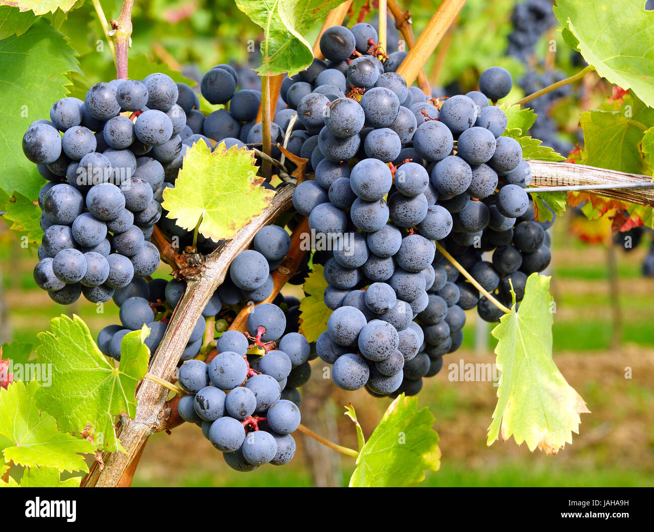 Weinpflanze weinberg hi-res stock photography and images - Alamy