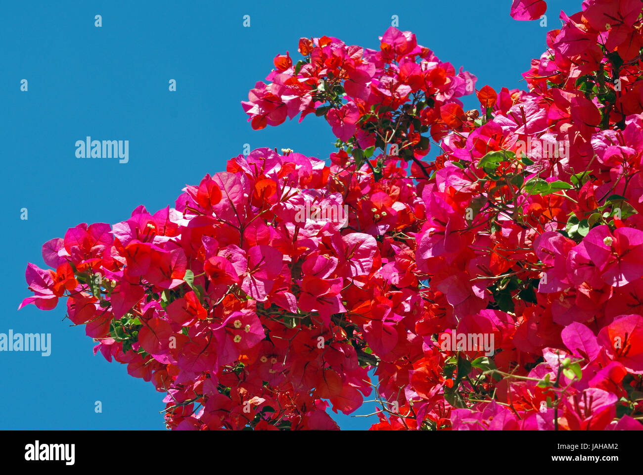 Bouganville hi-res stock photography and images - Alamy