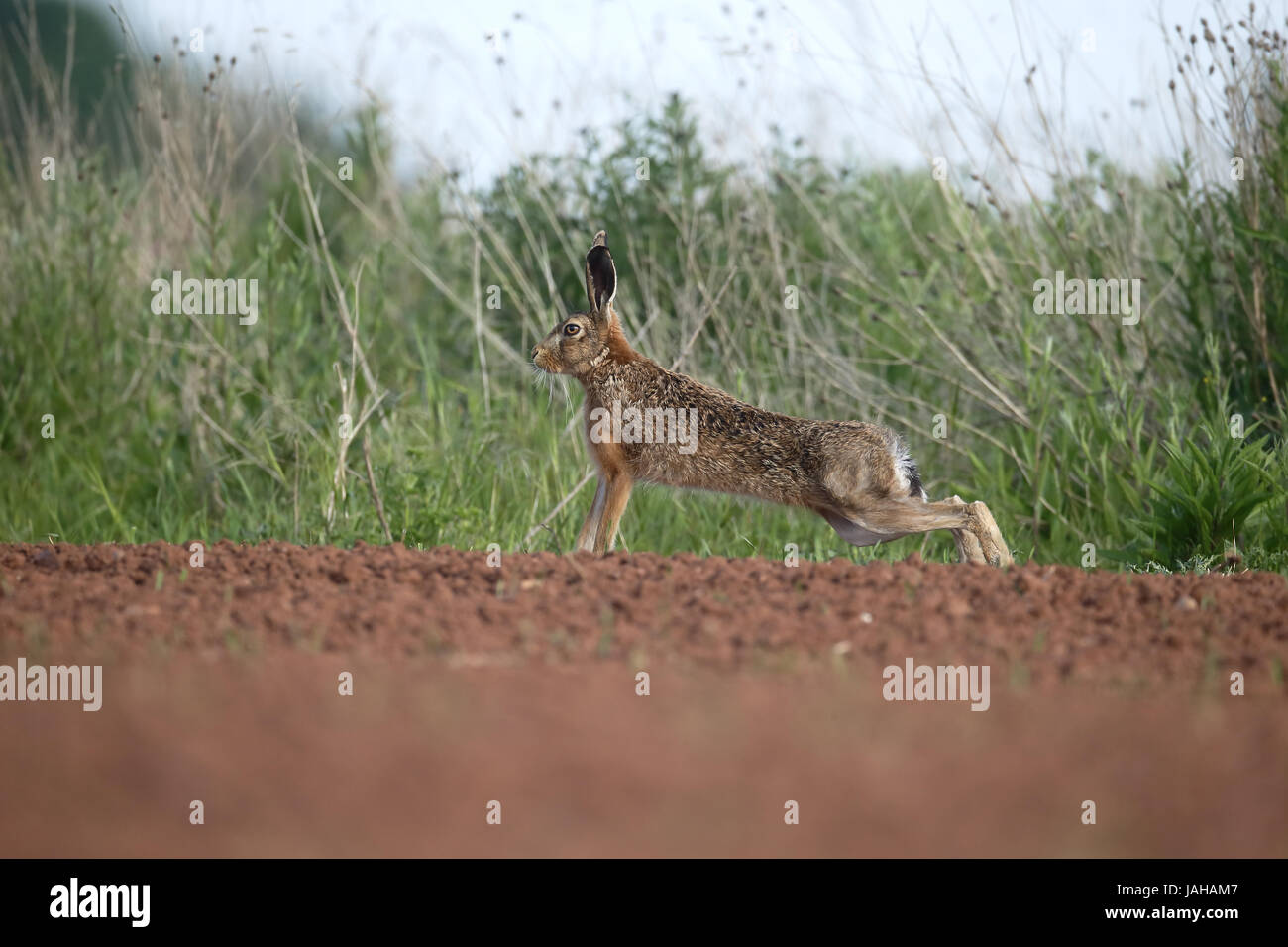 European brown hare, Lepus europaeus, single hare stretching ...