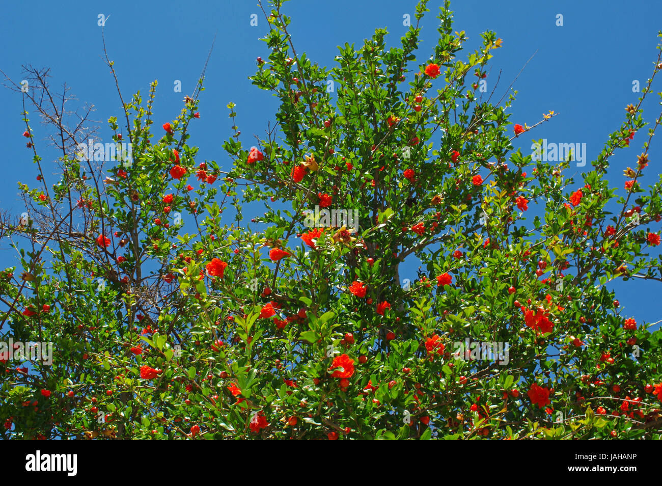Pomegranate trees in bloom hi-res stock photography and images - Alamy