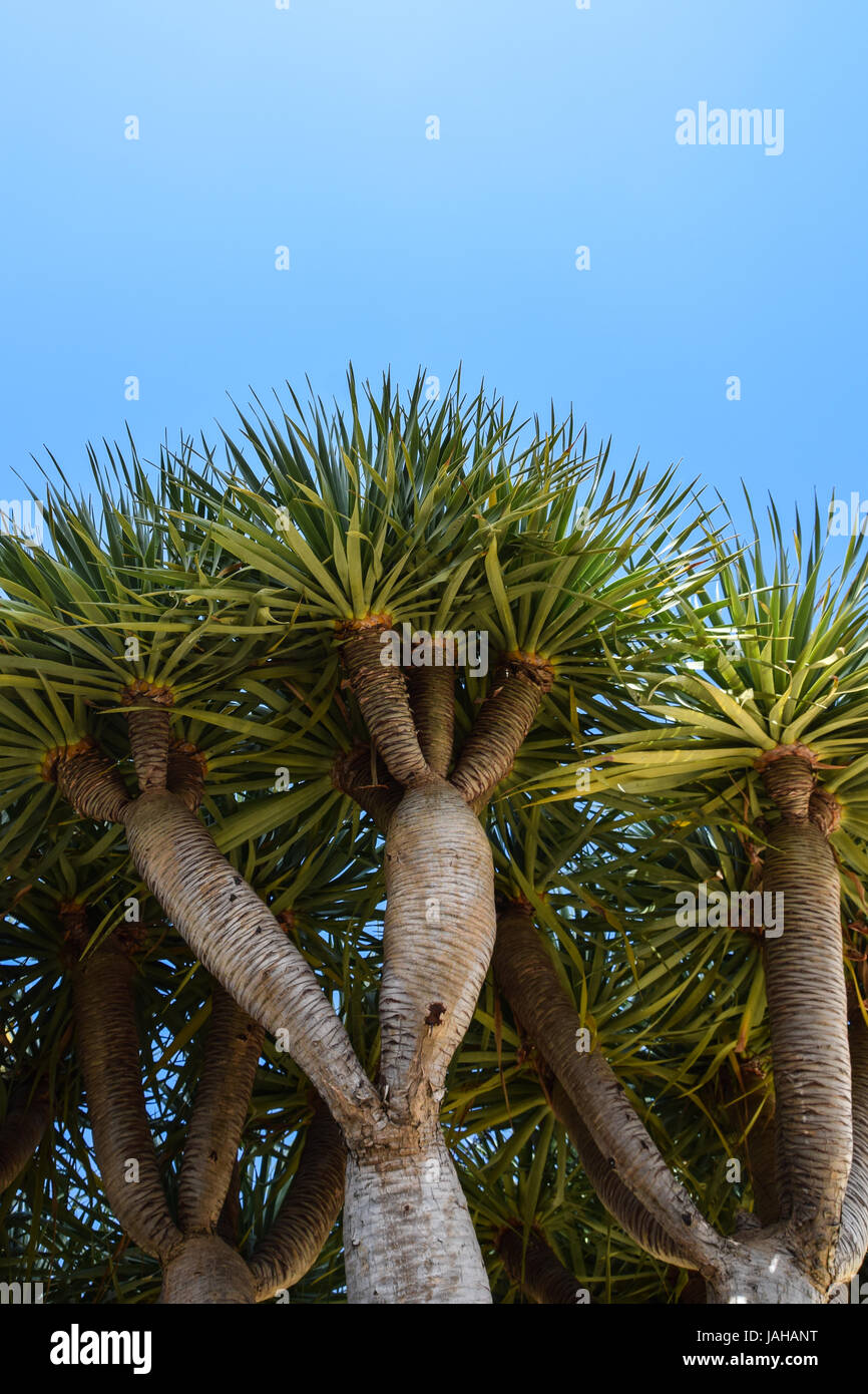 Endemic to madeira islands hi-res stock photography and images - Alamy