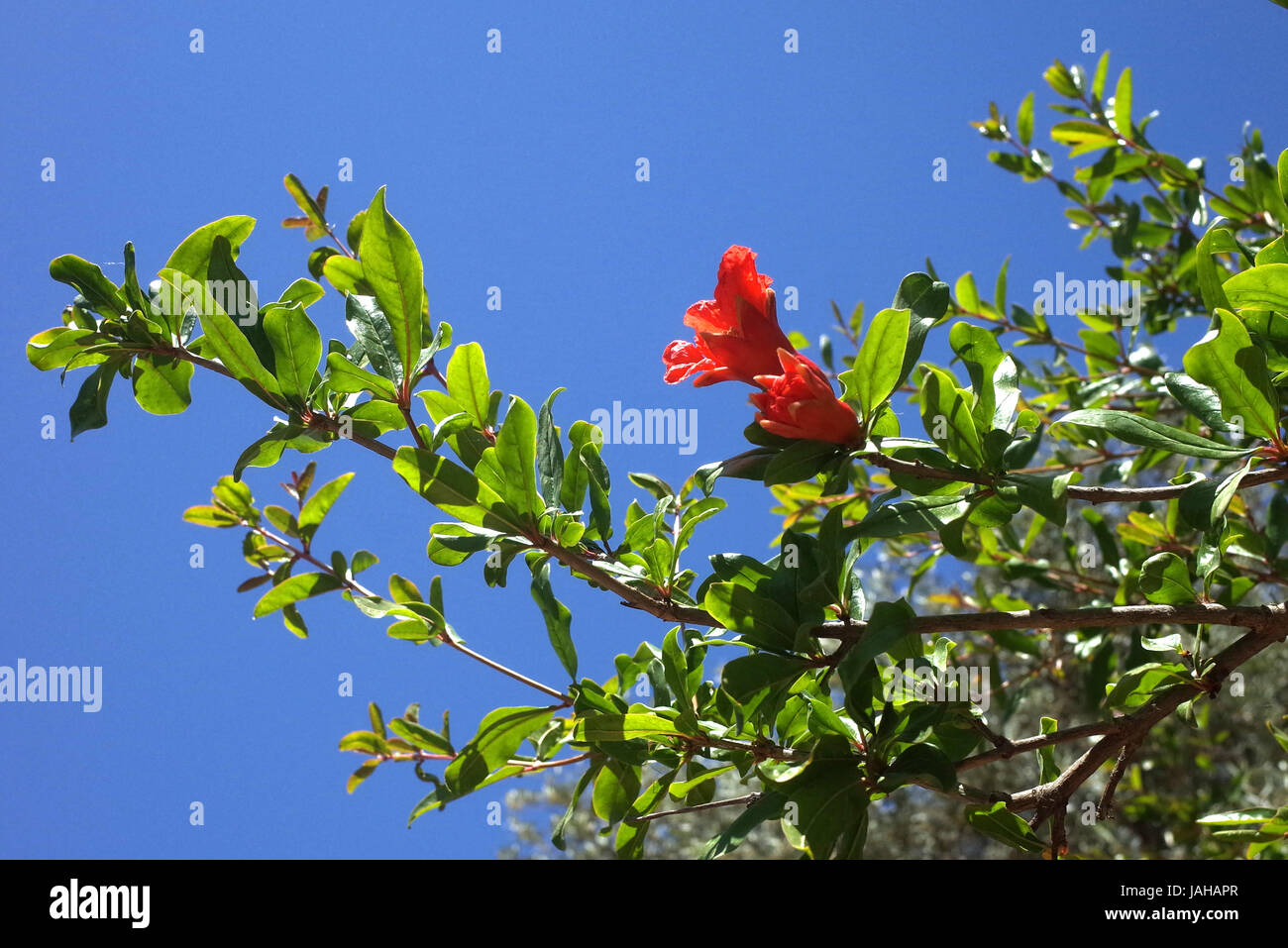 Pomegranate trees in bloom hi-res stock photography and images - Alamy