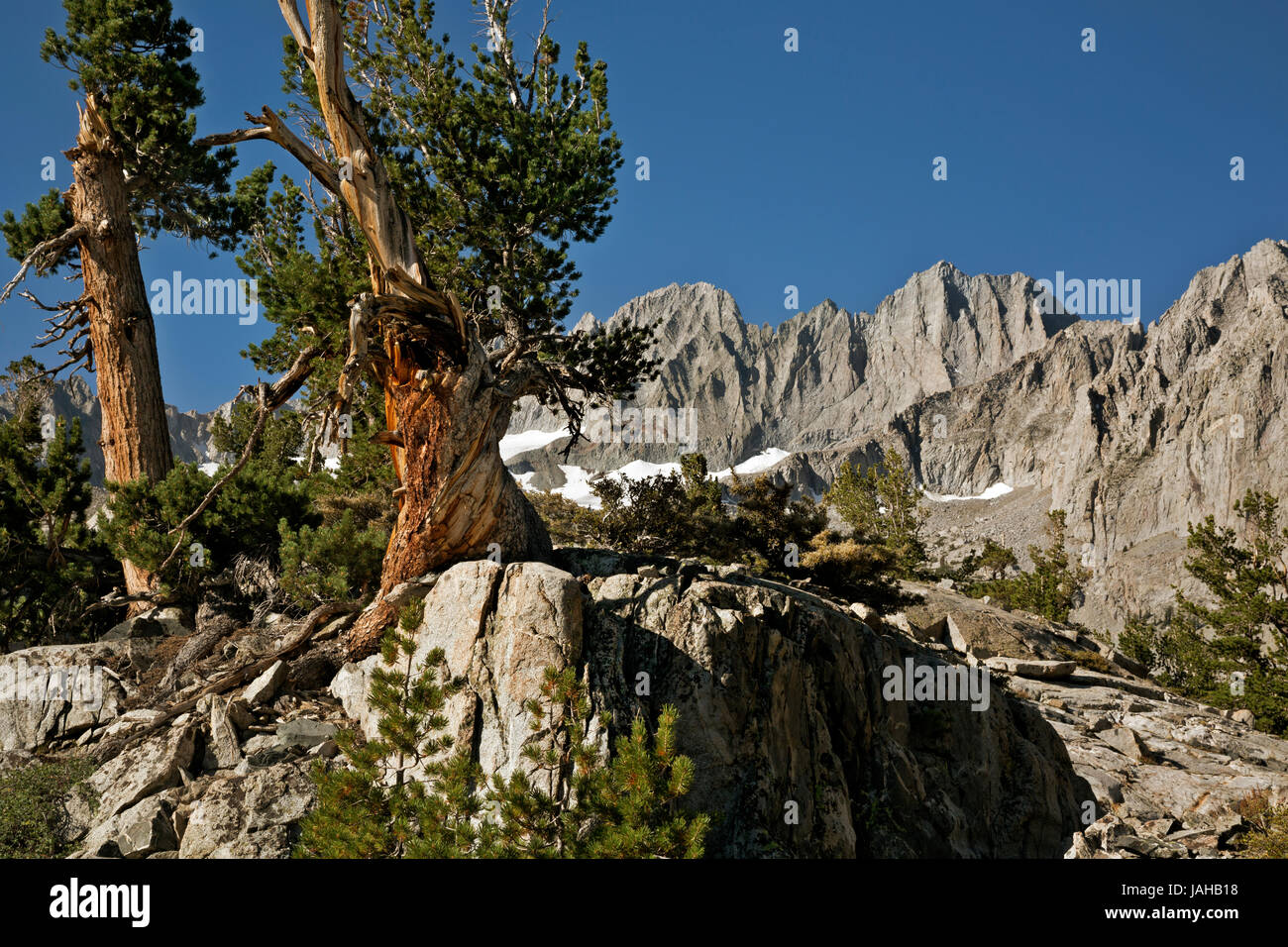 Bristlecone pine trees hi-res stock photography and images - Alamy
