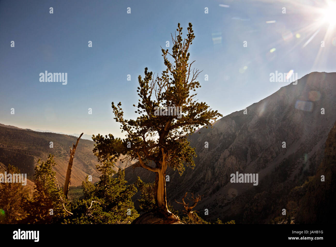 Bristlecone pine trees hi-res stock photography and images - Alamy