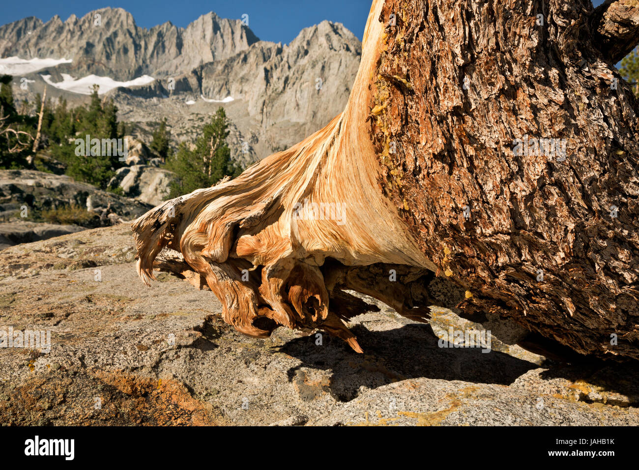 Bristlecone Pine Prometheus