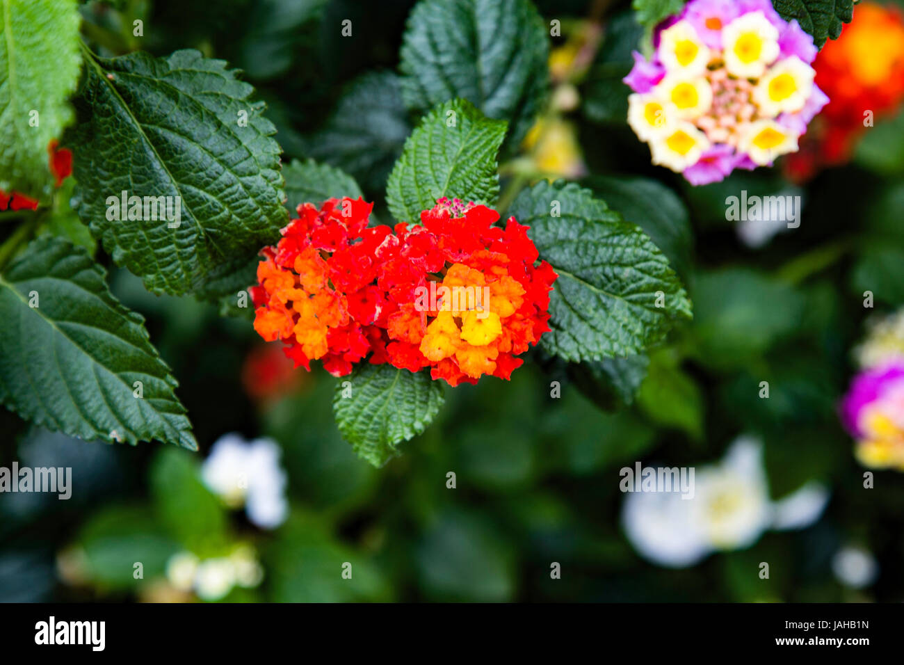 Exotic colorful but poisonous flowers. Poison Garden in Guimar ...
