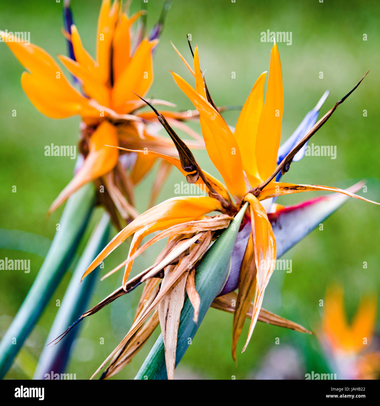 Exotic colorful but poisonous flowers. Poison Garden in Guimar ...