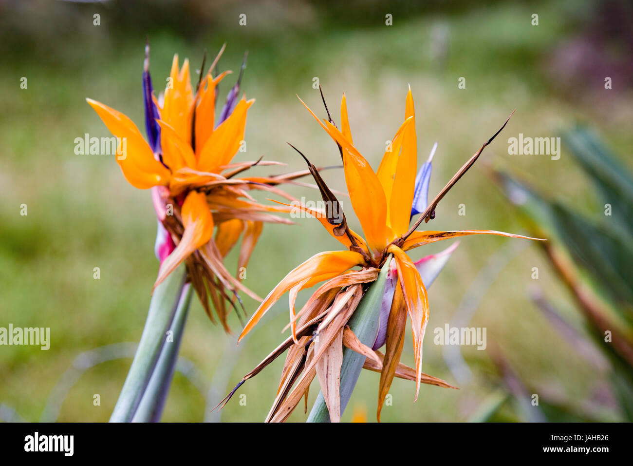 Exotic colorful but poisonous flowers. Poison Garden in Guimar ...