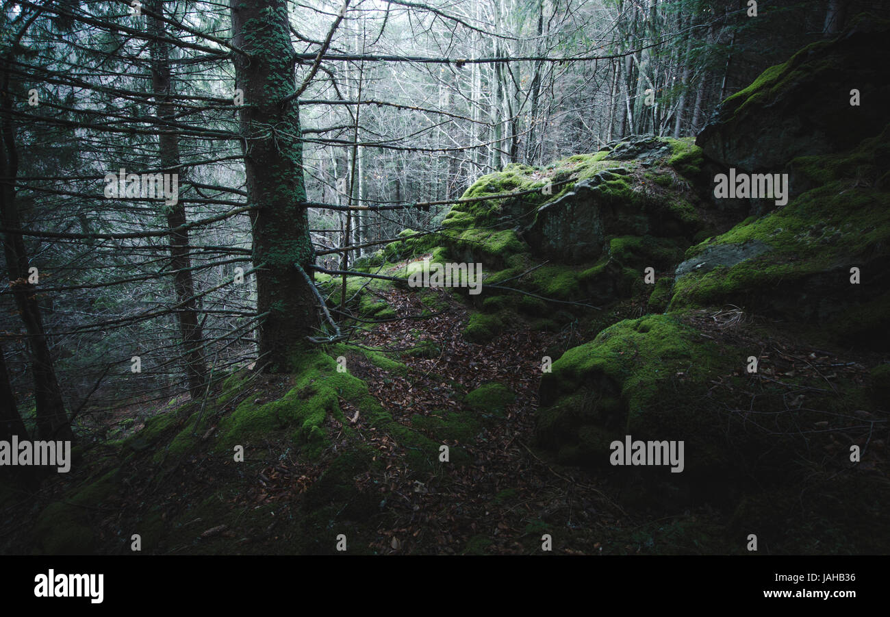 Night pine forest hi-res stock photography and images - Alamy