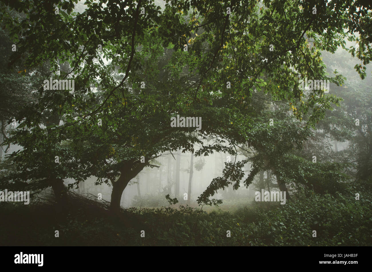Misty green background hi-res stock photography and images - Alamy