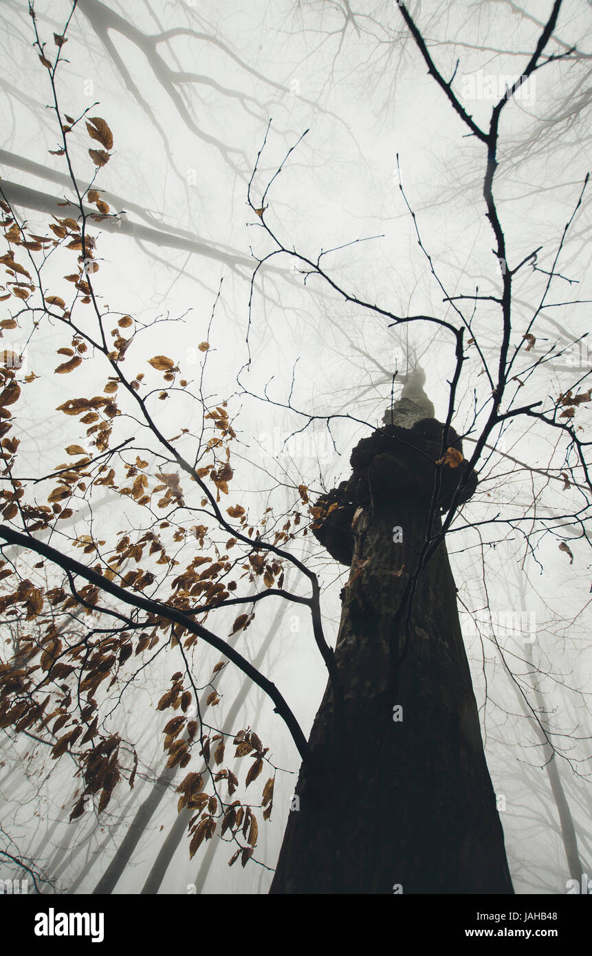 tree with autumn leaves in upward perspective forest landscape Stock ...