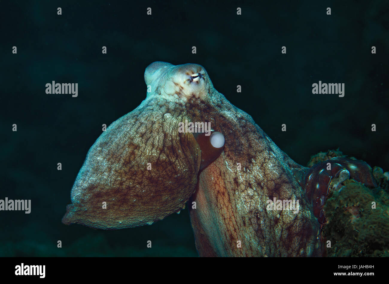 Eye of common octopus hi-res stock photography and images - Alamy