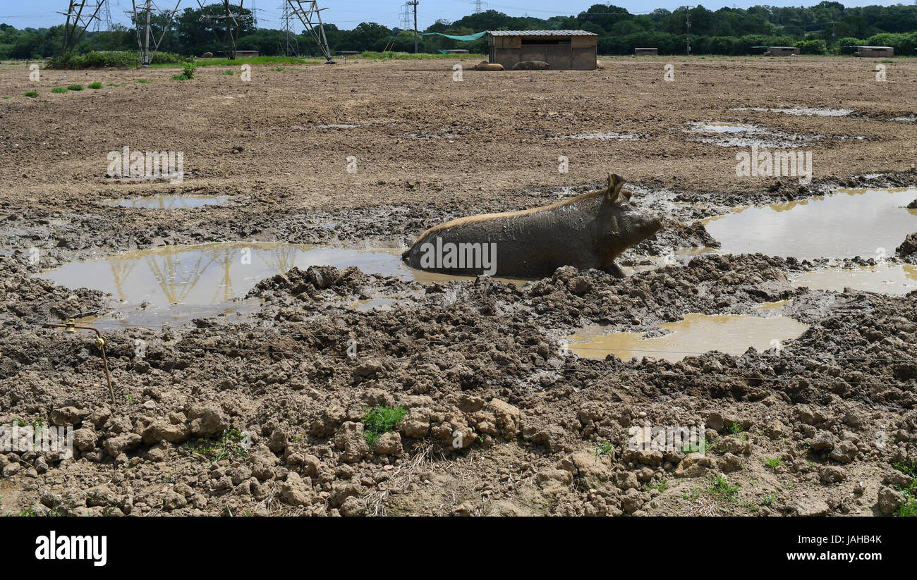 Pig bites hi-res stock photography and images - Alamy