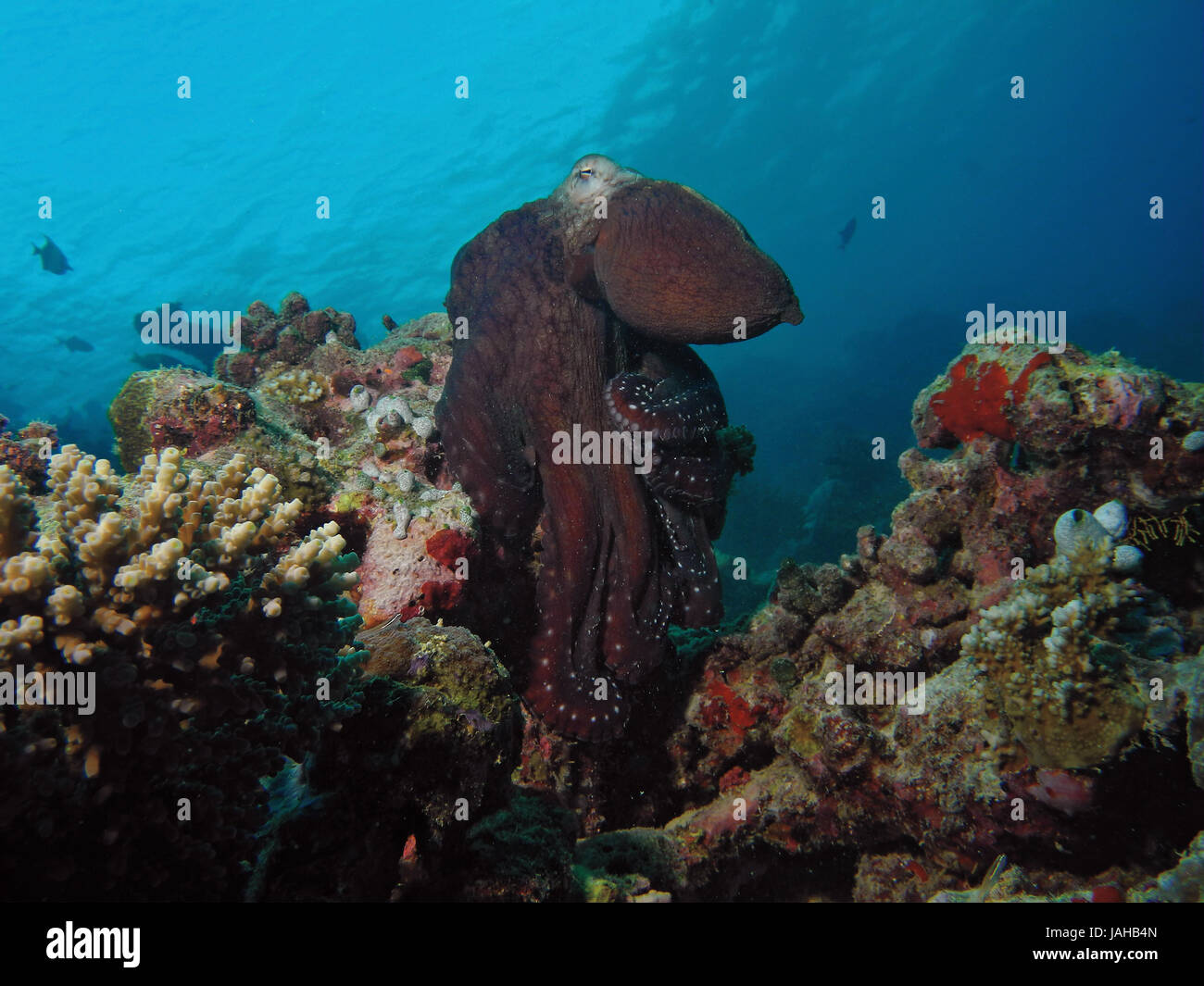 Day Octopus, Octopus cyanea, on coral reef in Ari Atoll, Maldives Stock ...