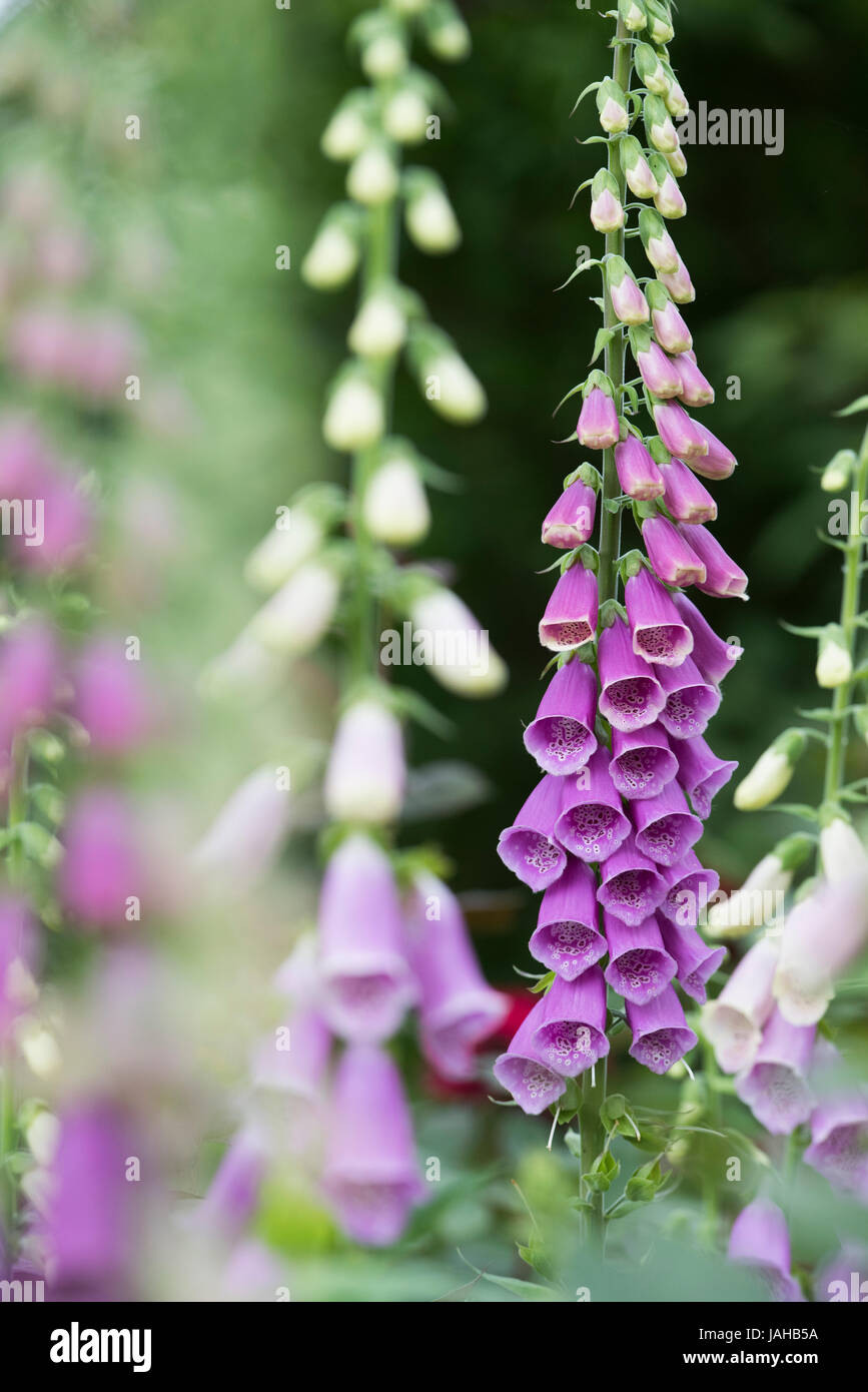 Self seeded foxgloves hi-res stock photography and images - Alamy