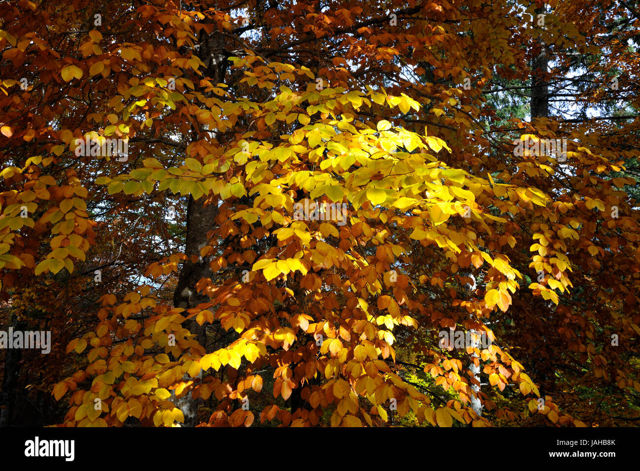 Beech trees in autumn time. Serra da Estrela Nature Park, Portugal ...