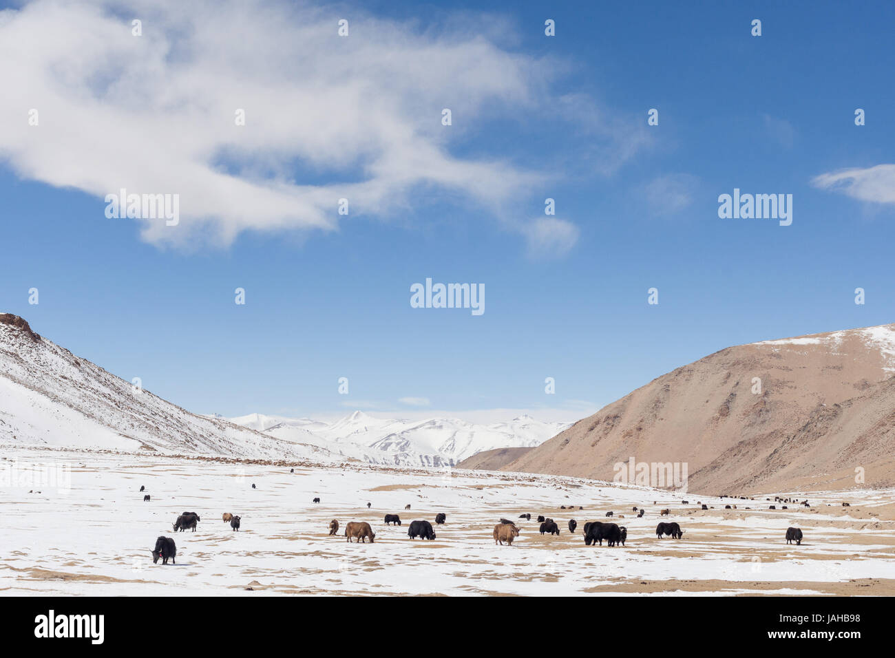 A huge herd of Yaks grazing on the Pologongka pass in the Changthang ...