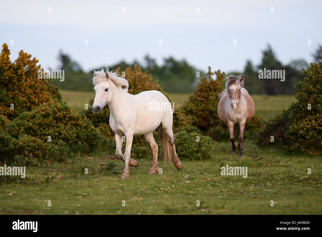 Gallop High Resolution Stock Photography and Images - Alamy