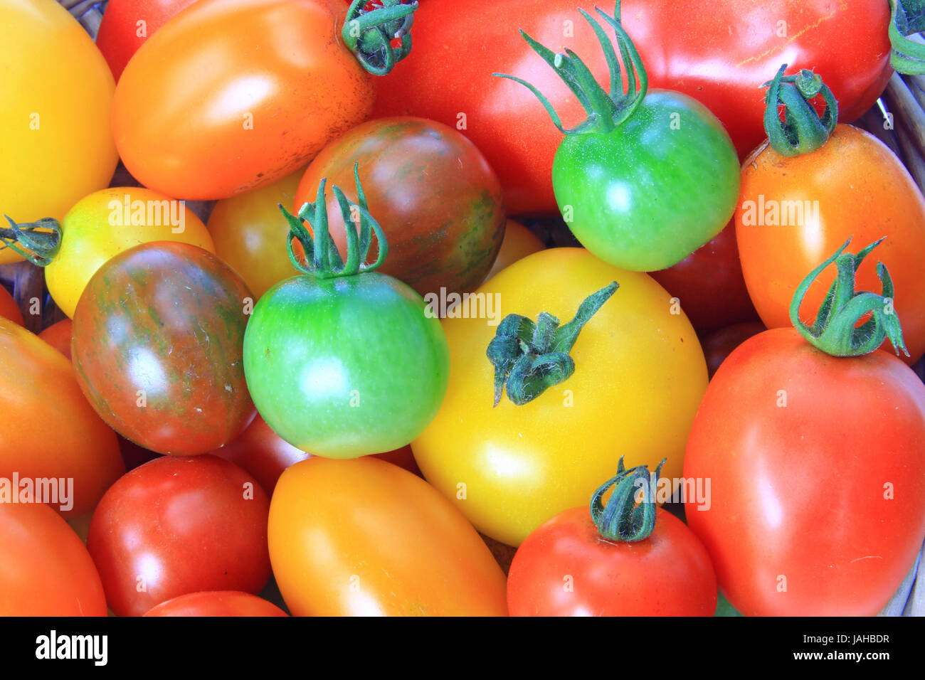 Zahlreiche verschiedene Tomatensorten in unterschiedlichen Farben ...