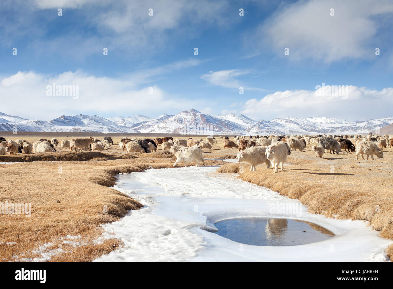Pashmina goats hi-res stock photography and images - Alamy