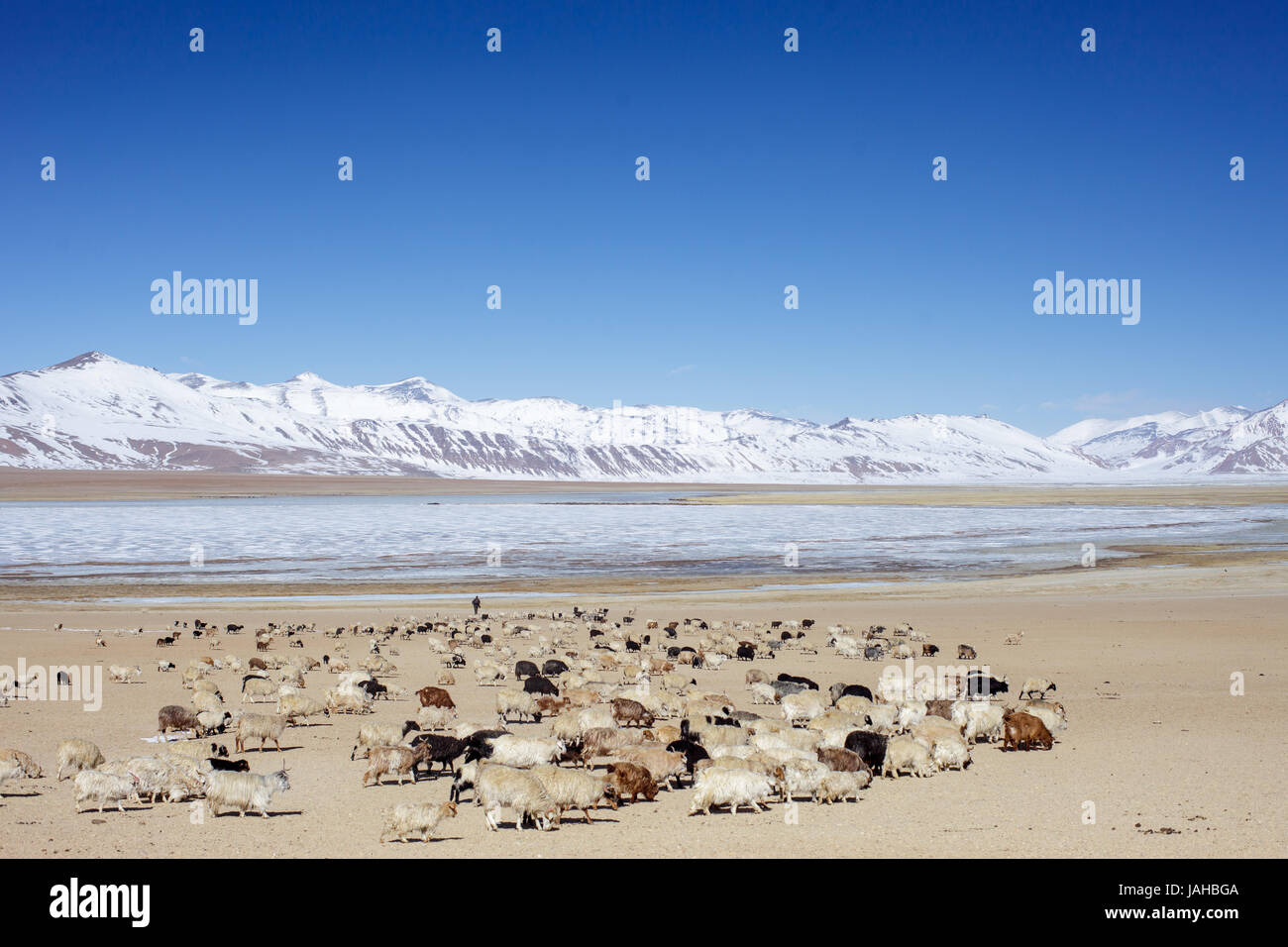 A large herd of Pashmina goat and sheep grazing by the shores of the ...