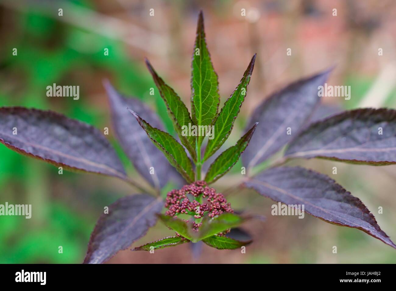 Sambucus Nigra Black Beauty (Common Elder) Close Up Stock Photo - Alamy
