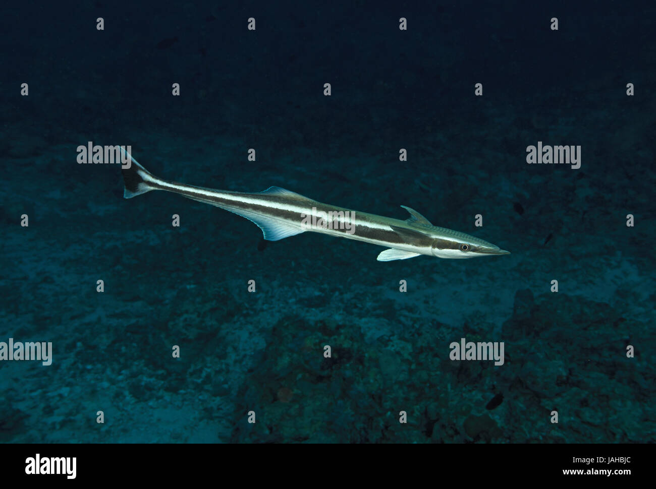 Spearfish remora hi-res stock photography and images - Alamy