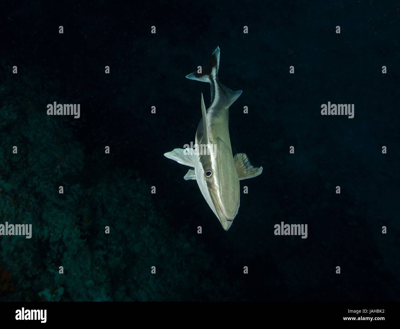 Spearfish remora hi-res stock photography and images - Alamy