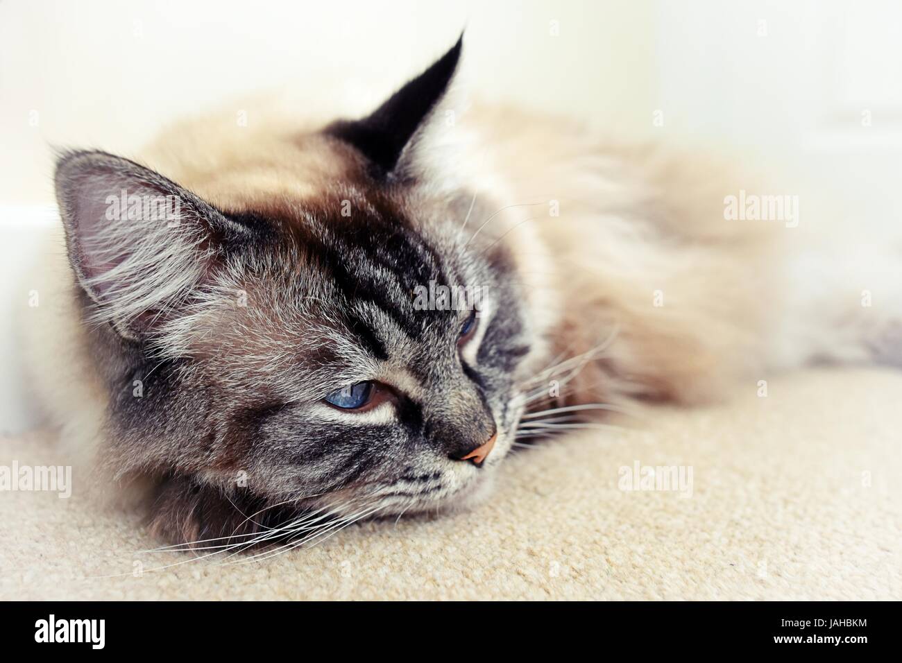 Cat laying side hi-res stock photography and images - Alamy