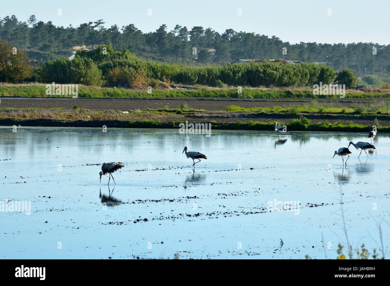 Storks feeding on the Melides Lagoon. Alentejo, Portugal Stock Photo ...