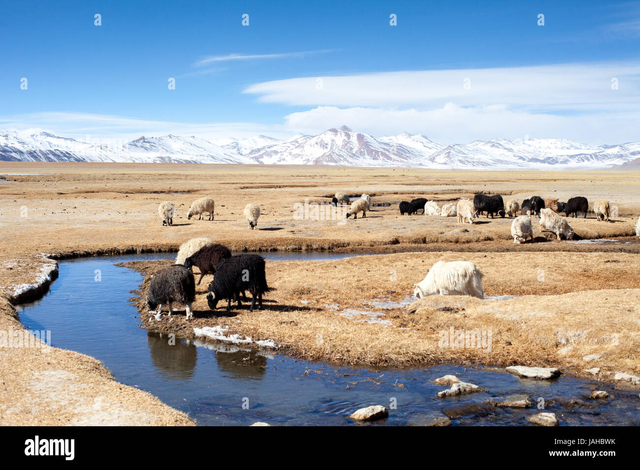 Blue sheep ladakh hi-res stock photography and images - Alamy