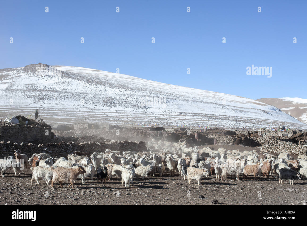 Pashmina goat hi-res stock photography and images - Alamy