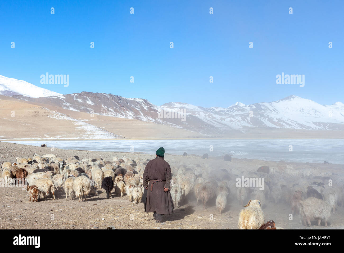 Changpa nomads with their herds of pashmina goat and sheep in the ...