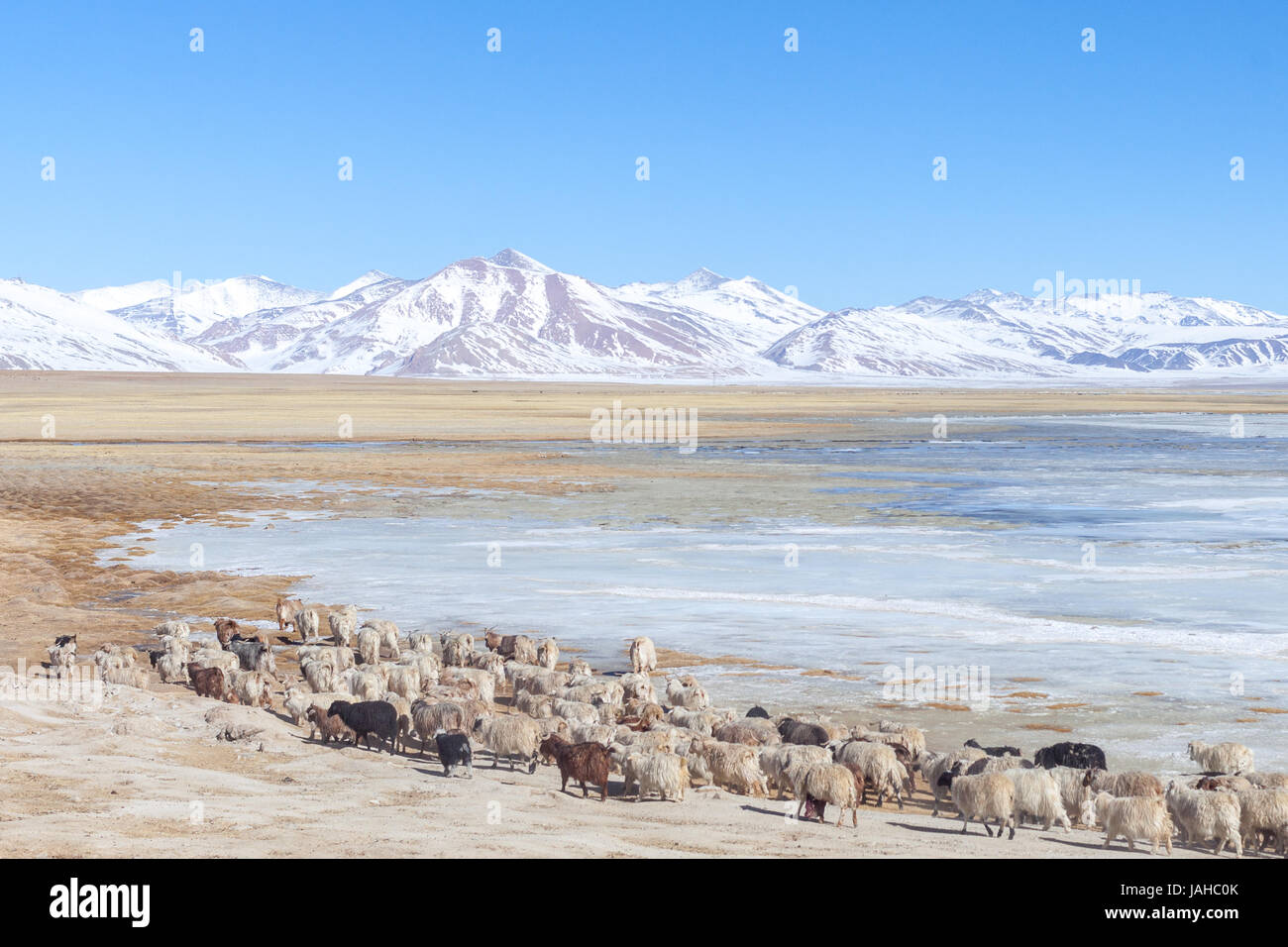 Pashmina goat hi-res stock photography and images - Alamy