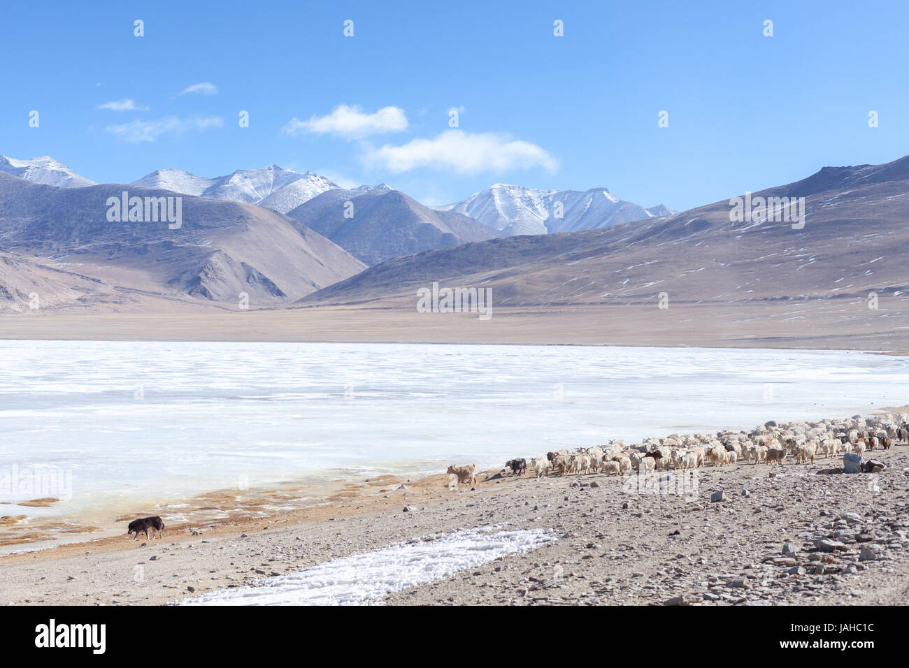 A large herd of Pashmina goat and sheep grazing by the shores of the ...