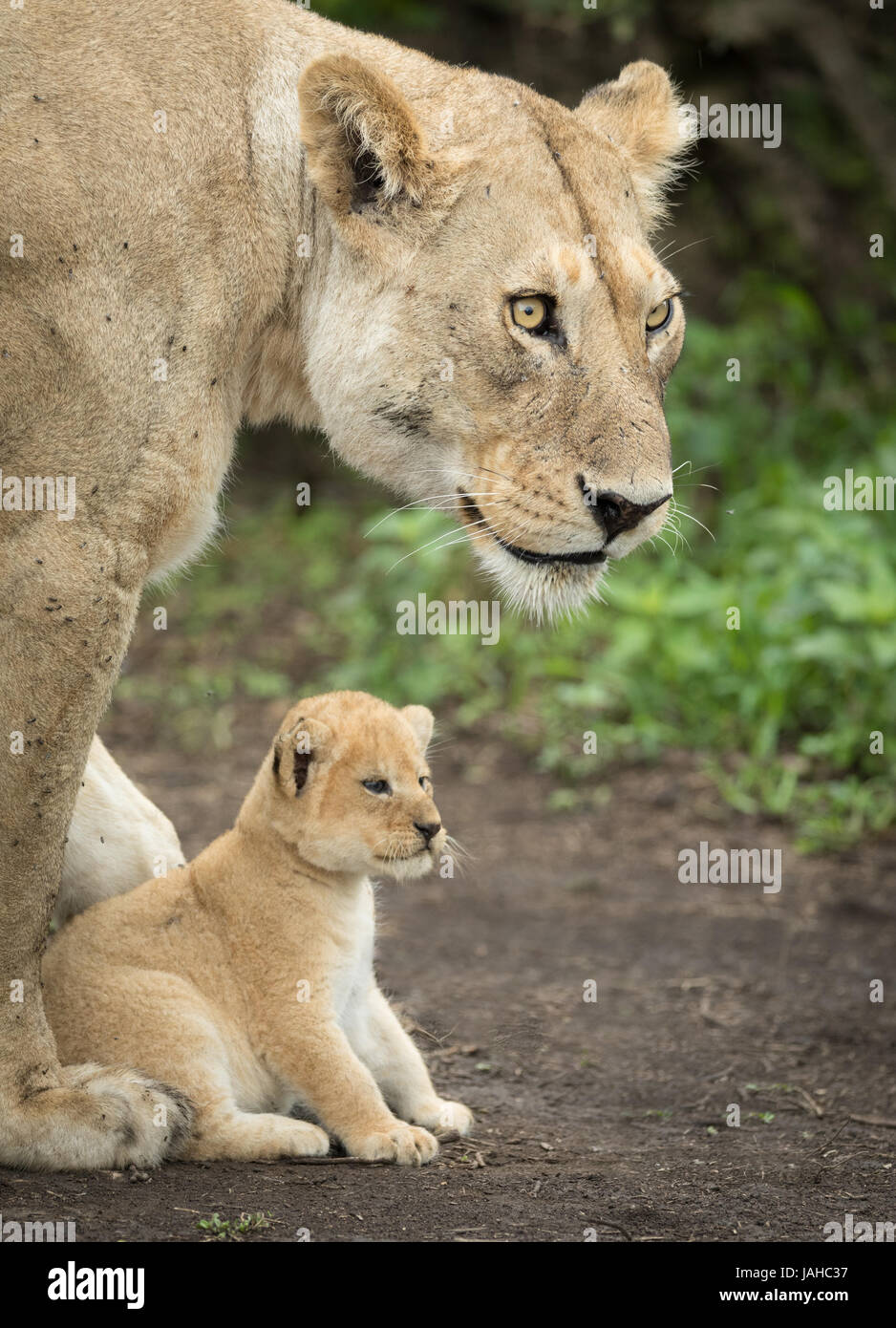 Old lioness hi-res stock photography and images - Alamy