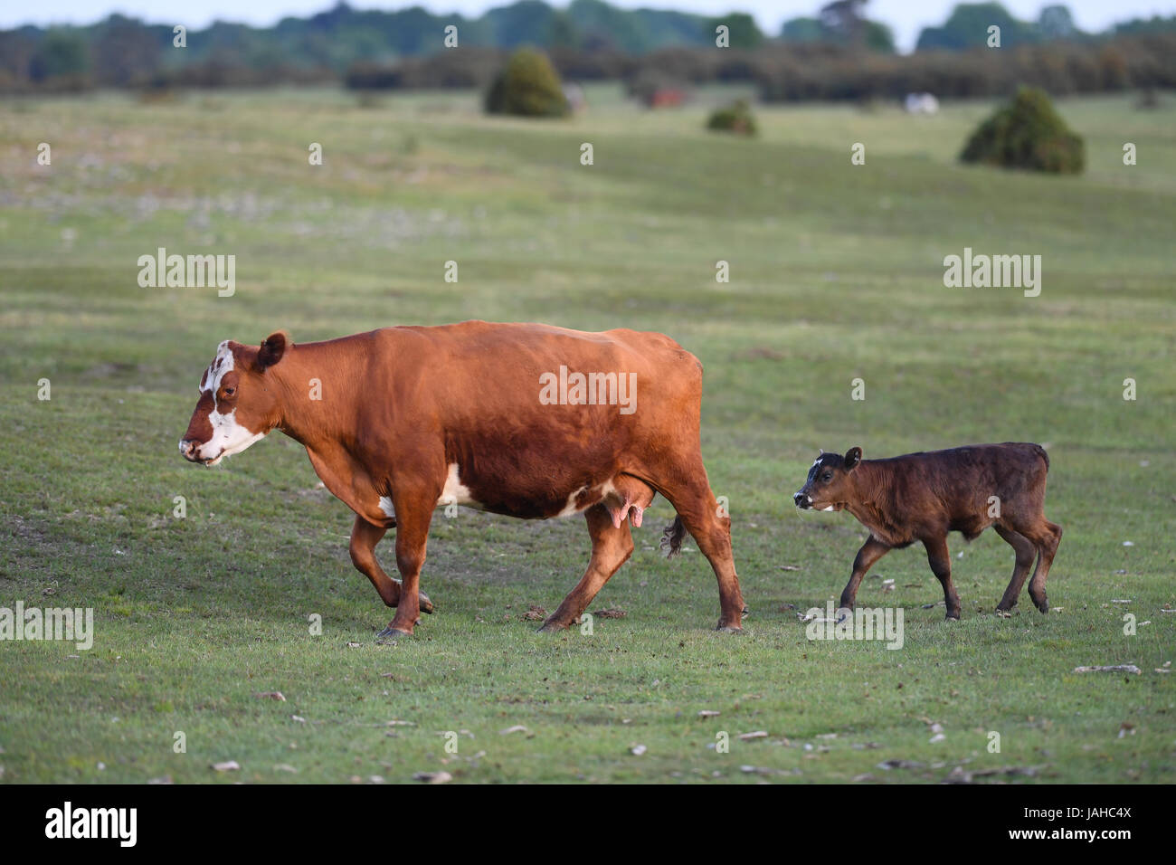 Mum leads her calf across the Canada common in the New Forest Stock ...