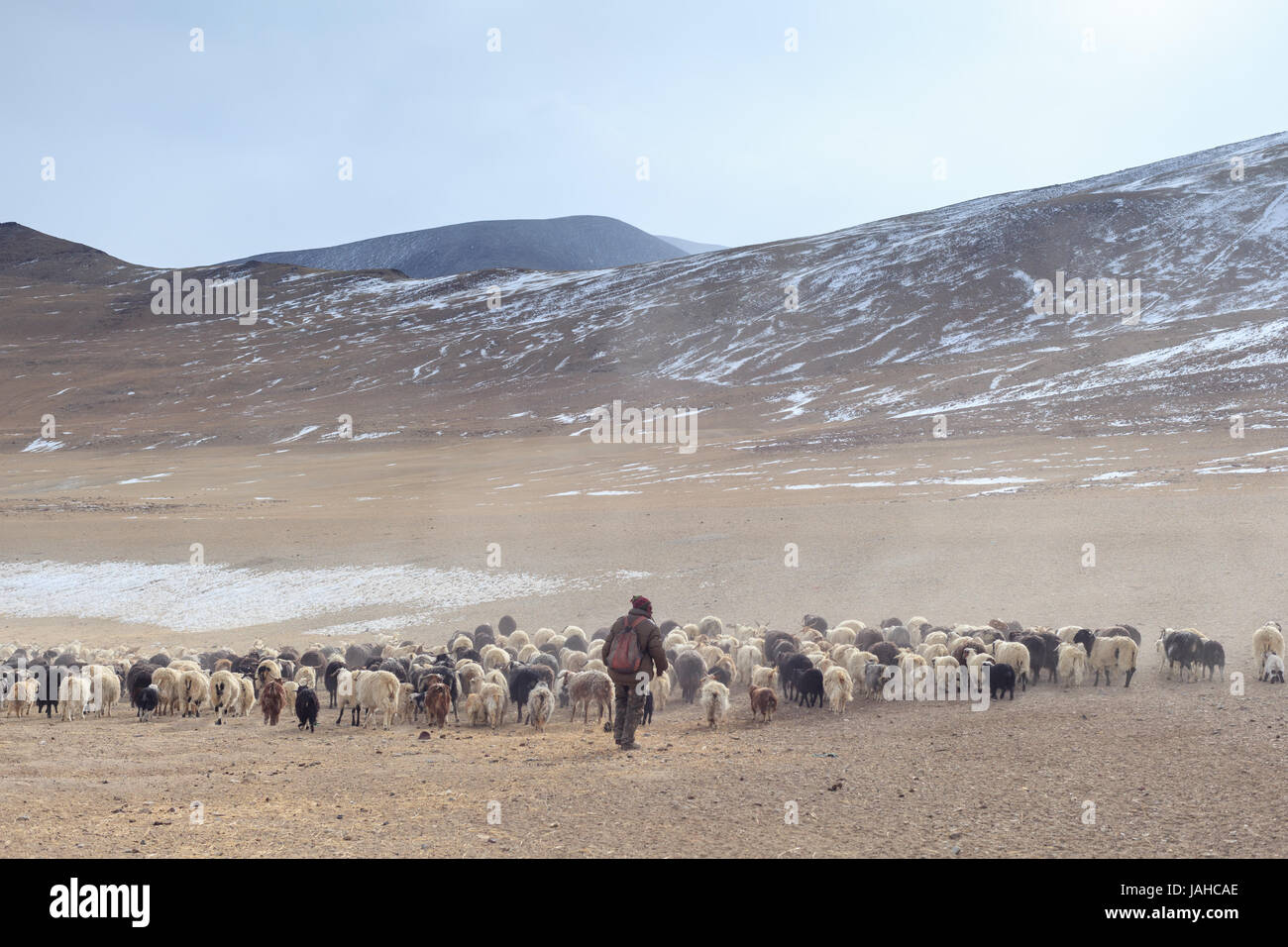 Changpa nomads with their herds of pashmina goat and sheep in the ...