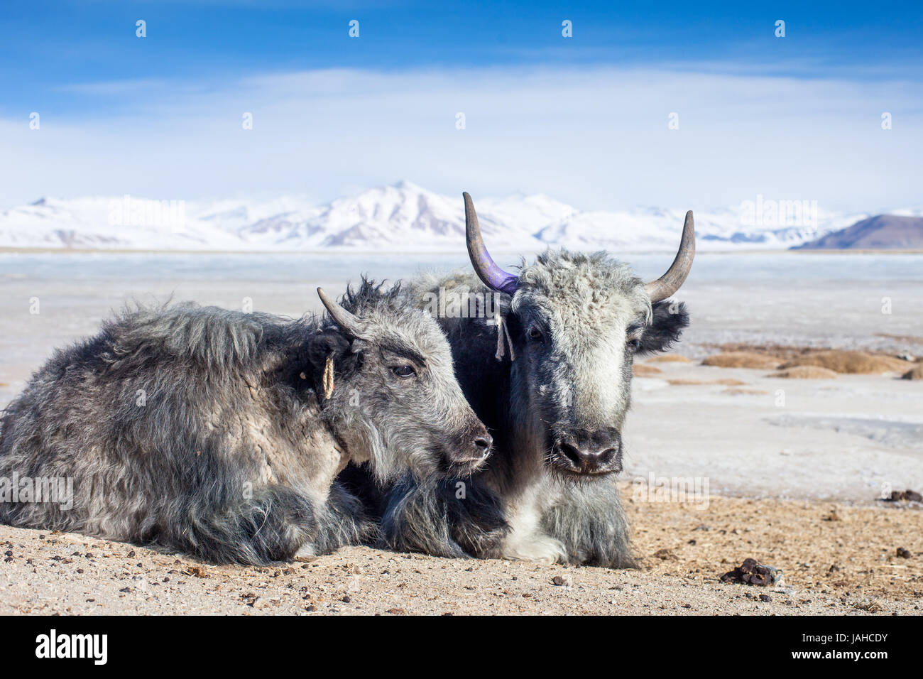 Yak calf hi-res stock photography and images - Alamy