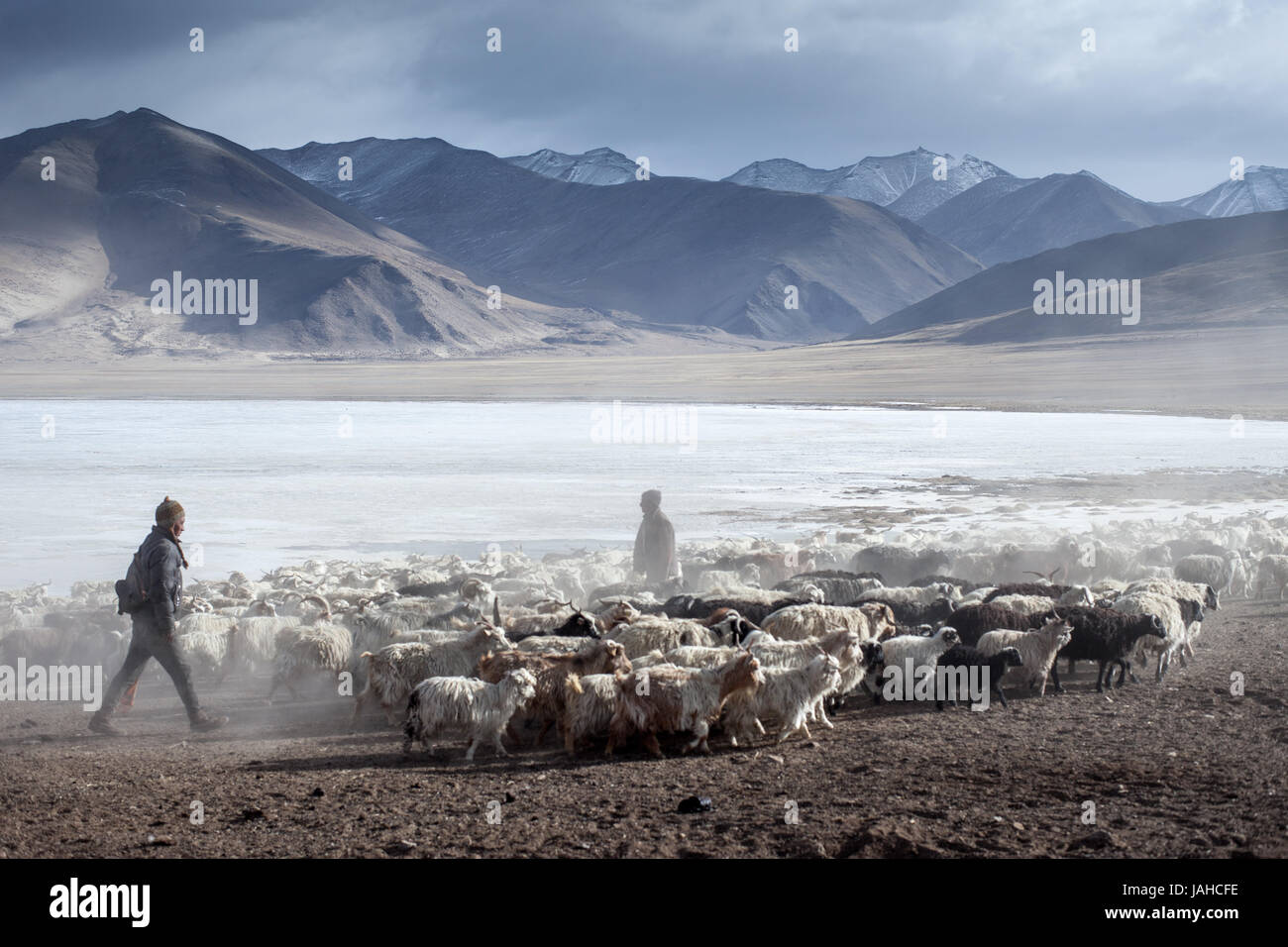Changpa nomads taking their herds of pashmina goat and sheep out to ...