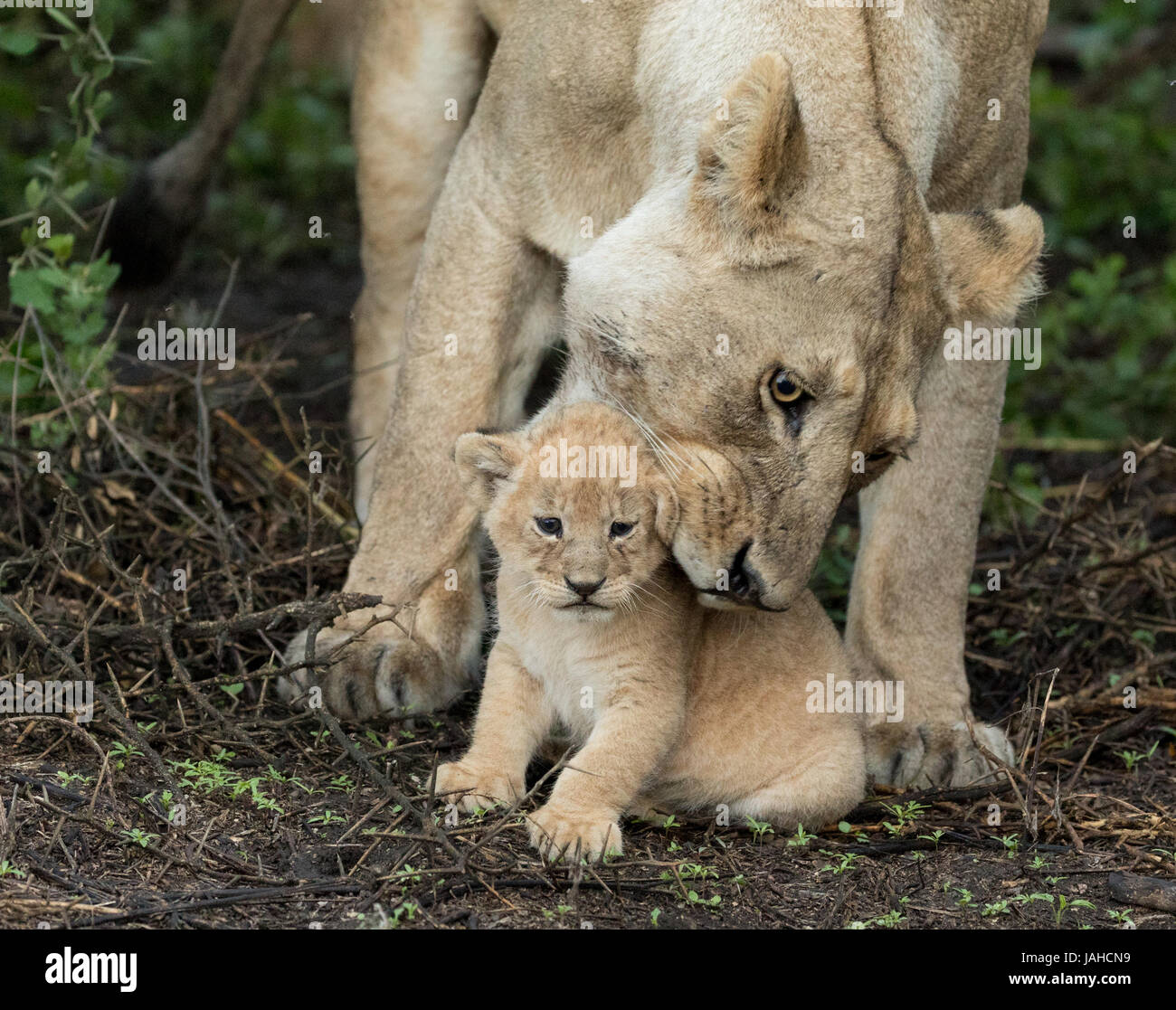 Newborn Lion Cubs With Mother