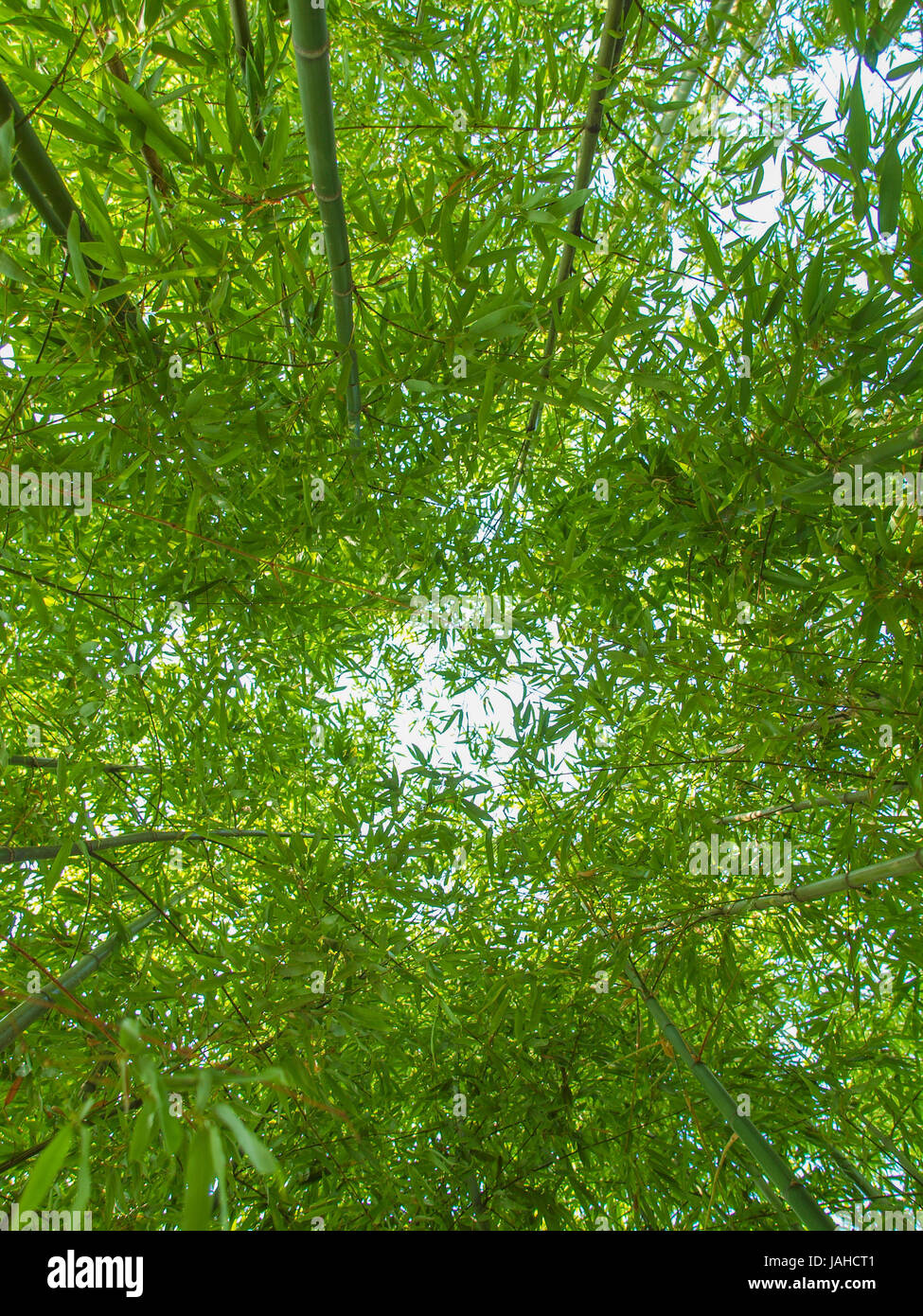Bamboo plants forest aka Plantae Angiosperms Monocots Commelinids ...