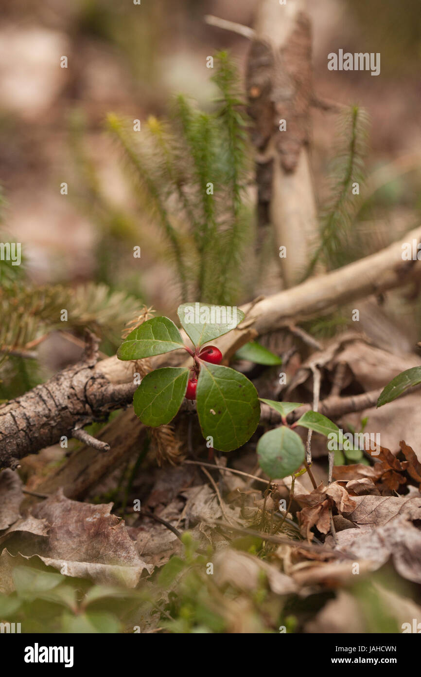 Fruit of the American Wintergreen. Eastern teaberry. Checkerberry ...