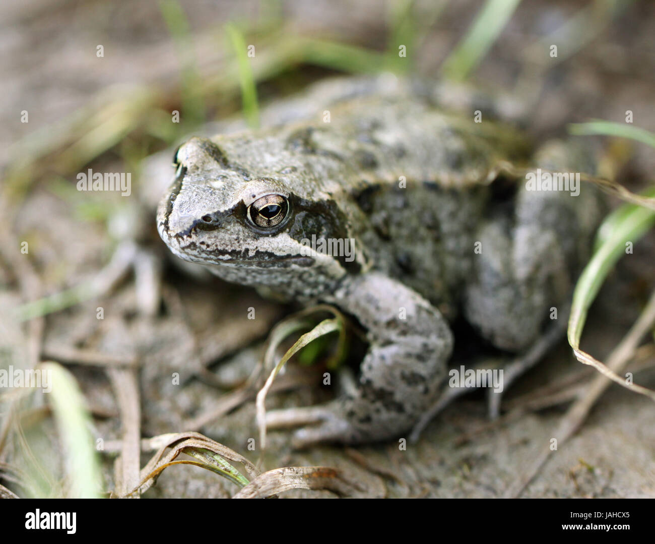Bullfrog croaking hi-res stock photography and images - Alamy