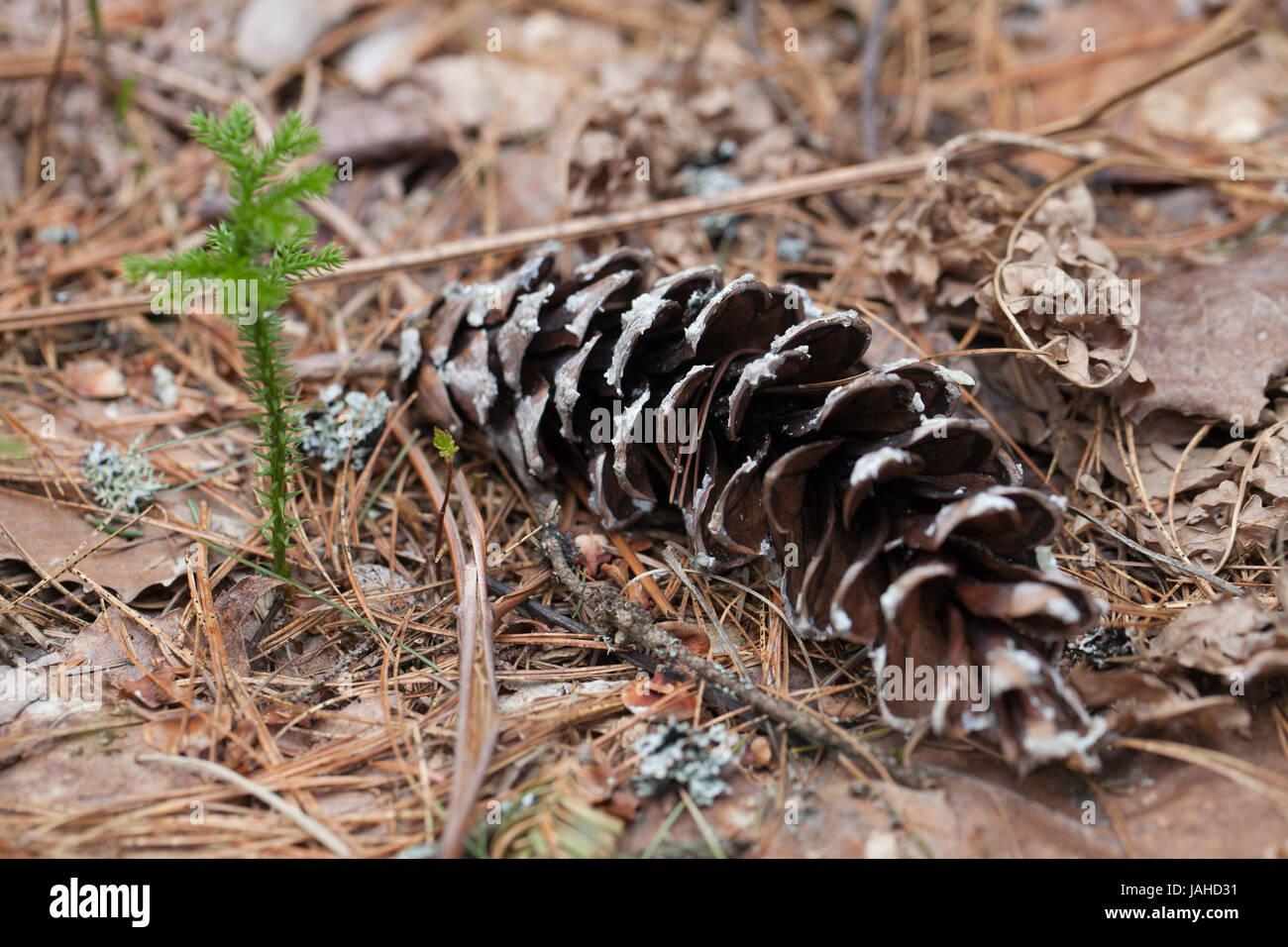 Dry cone hi-res stock photography and images - Alamy
